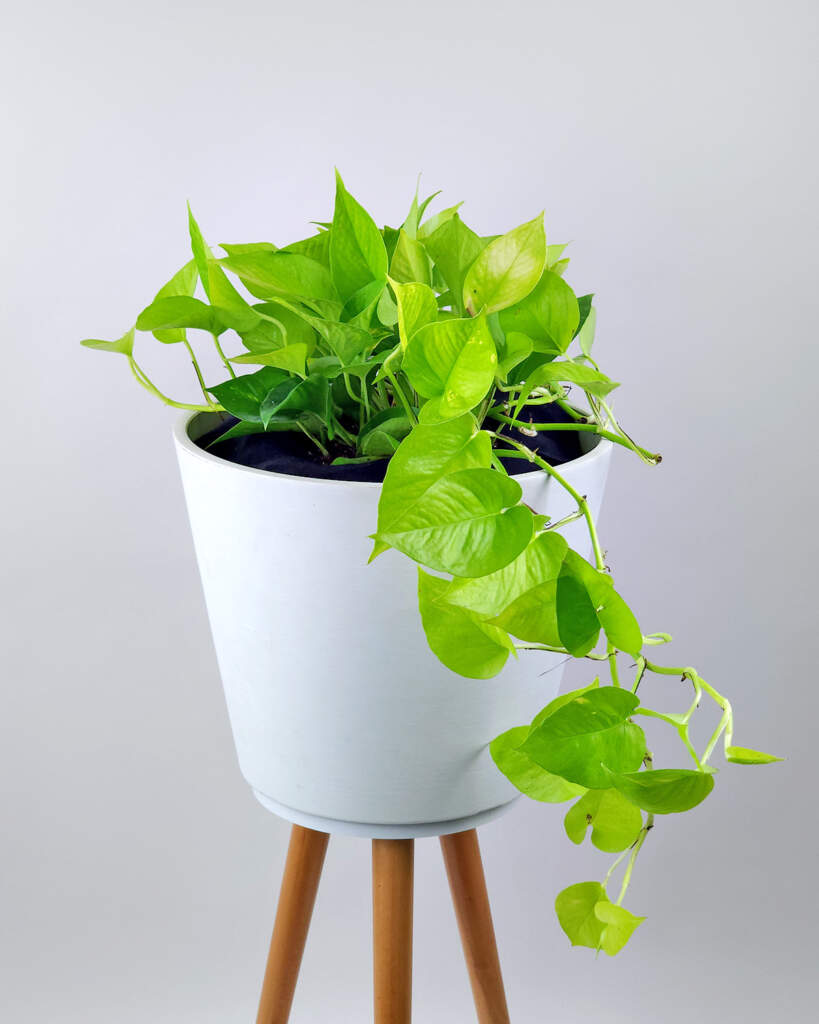 New Year, New Plants: The Trendiest Plants for 2024 | PlantVine