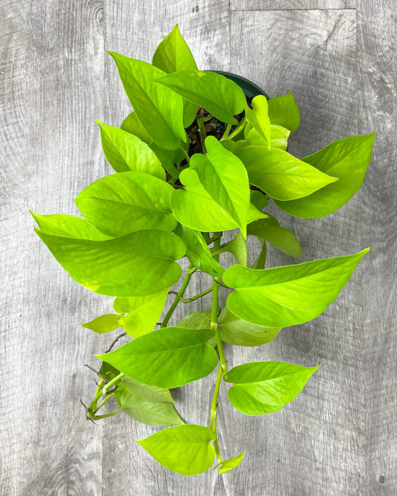 Pothos Varieties | PlantVine