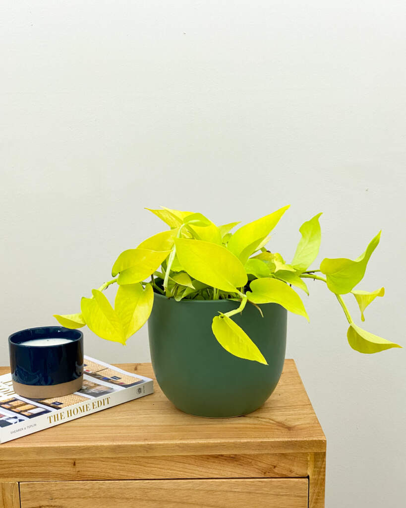 Neon Pothos | PlantVine