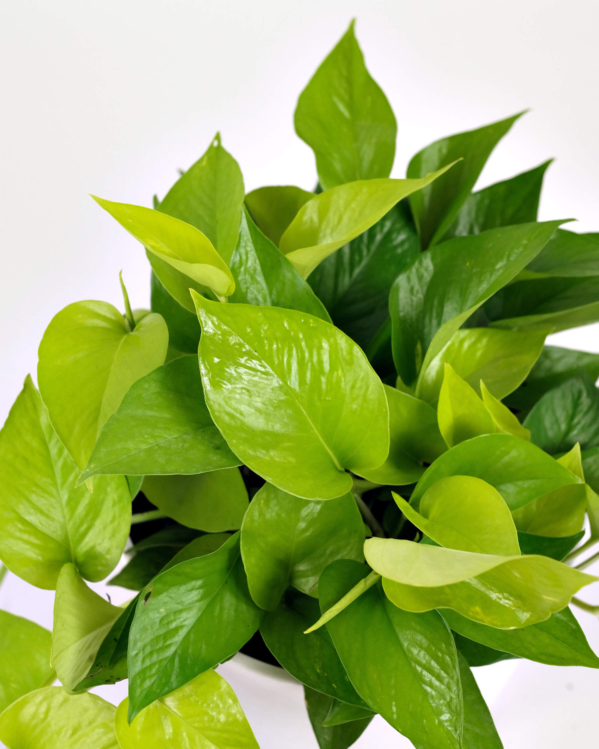 Neon Pothos | PlantVine