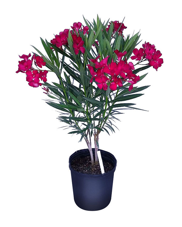 Buy Nerium oleander 'Calypso', Oleander | Free Shipping over $100