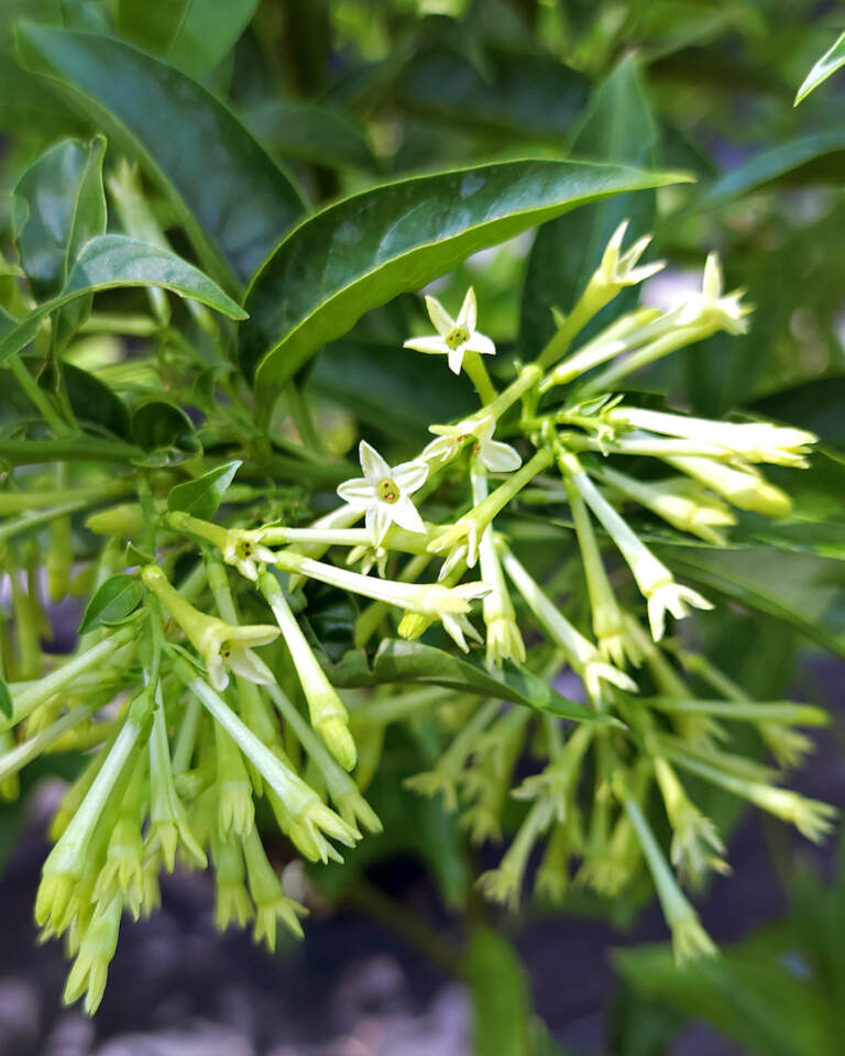Night Blooming Jasmine | PlantVine