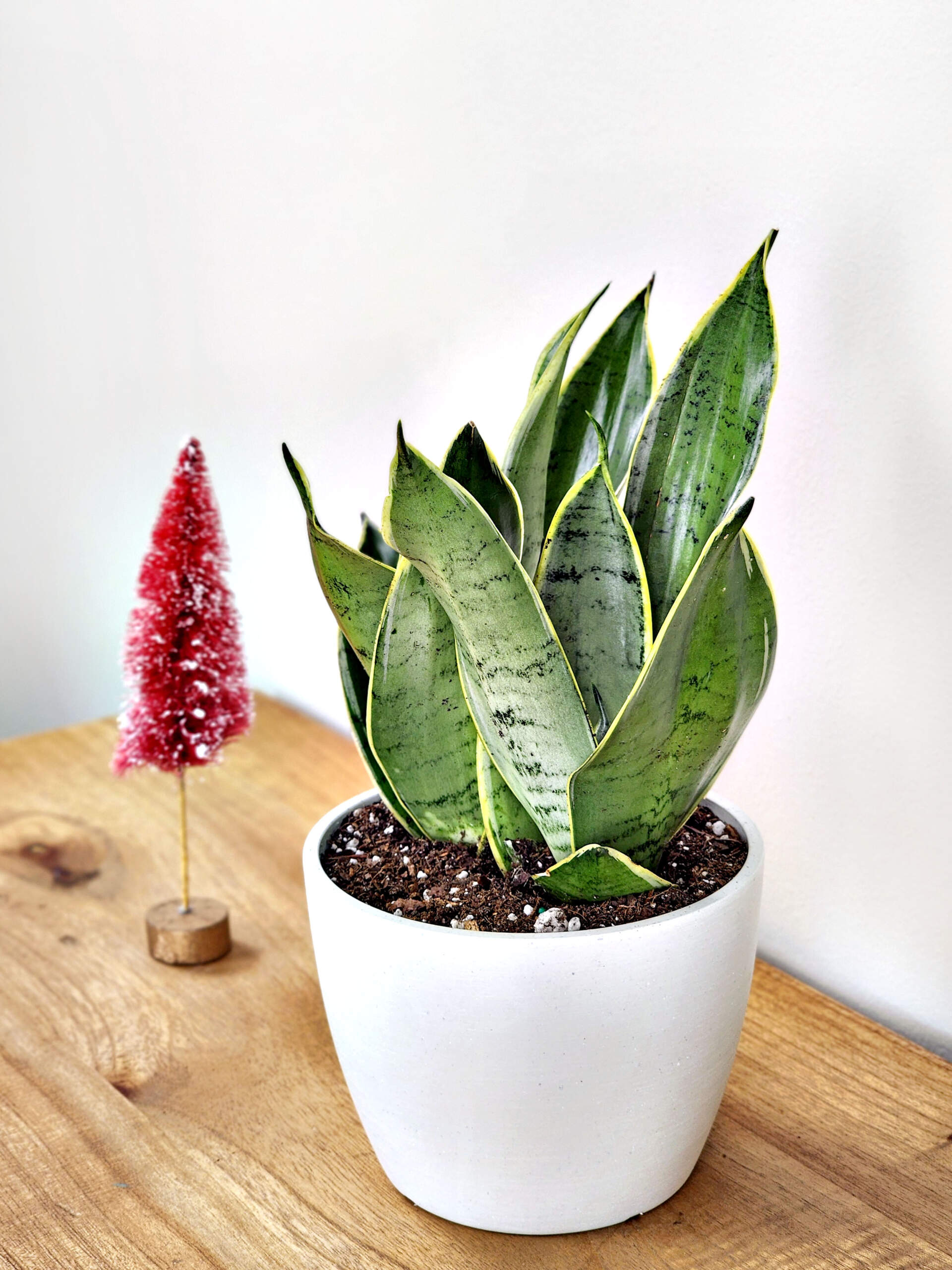 Sansevieria ‘Night Owl’ with Meseta Planter | PlantVine