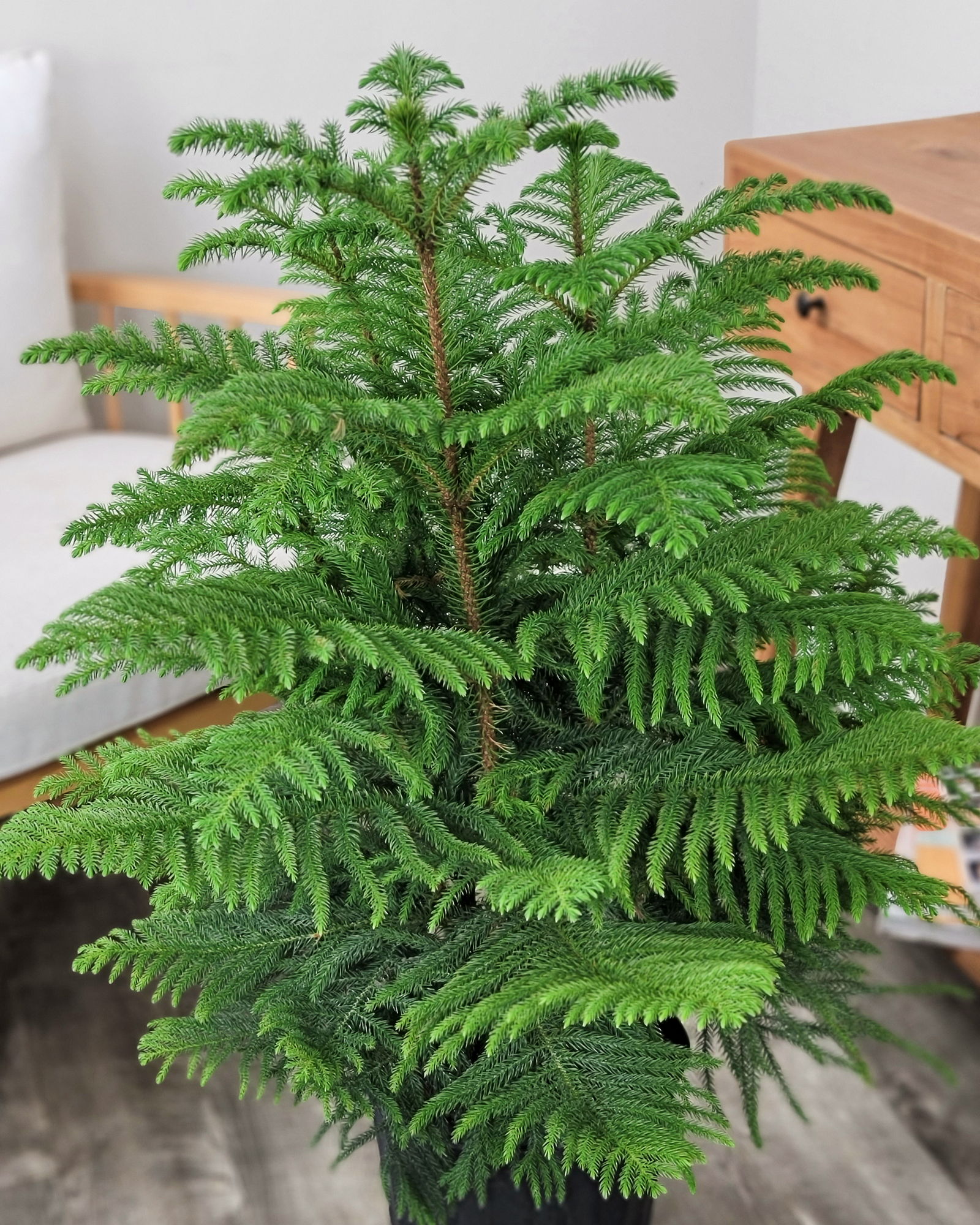 Norfolk Island Pine | PlantVine