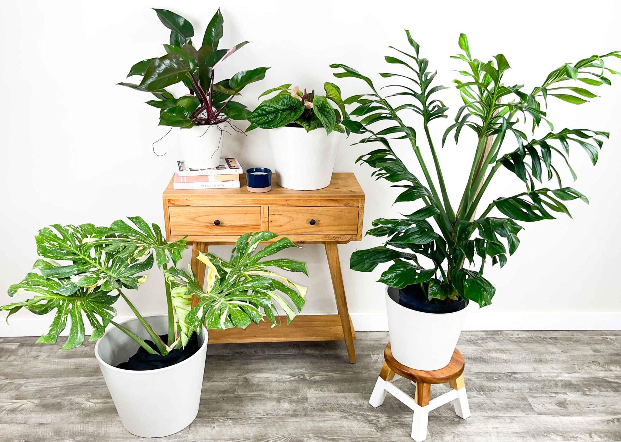The Economics of Greenery: Factors Affecting the Pricing of Houseplants ...