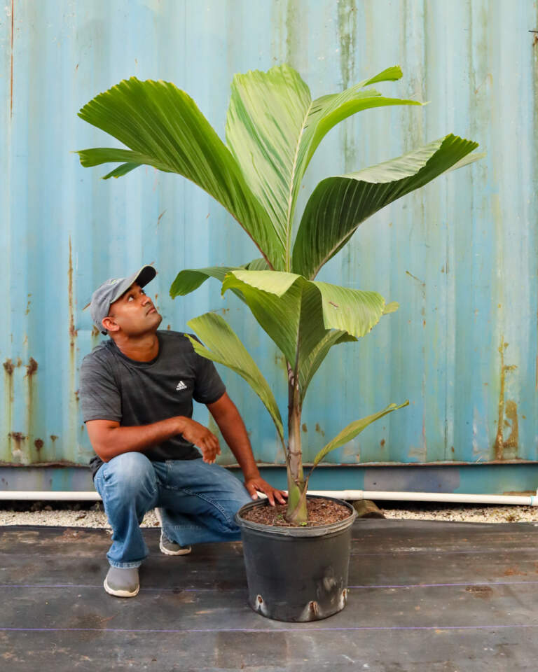 OBI Island Palm, Hydriastele beguinii ‘Obi Island’ | PlantVine