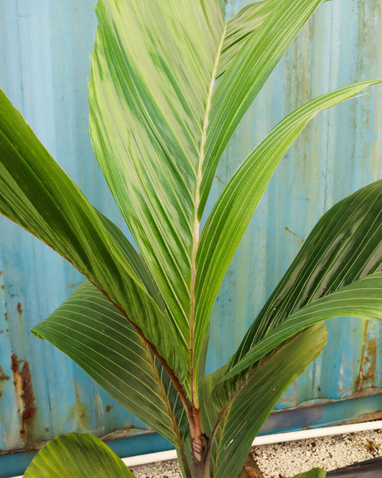 OBI Island Palm, Hydriastele beguinii ‘Obi Island’ | PlantVine