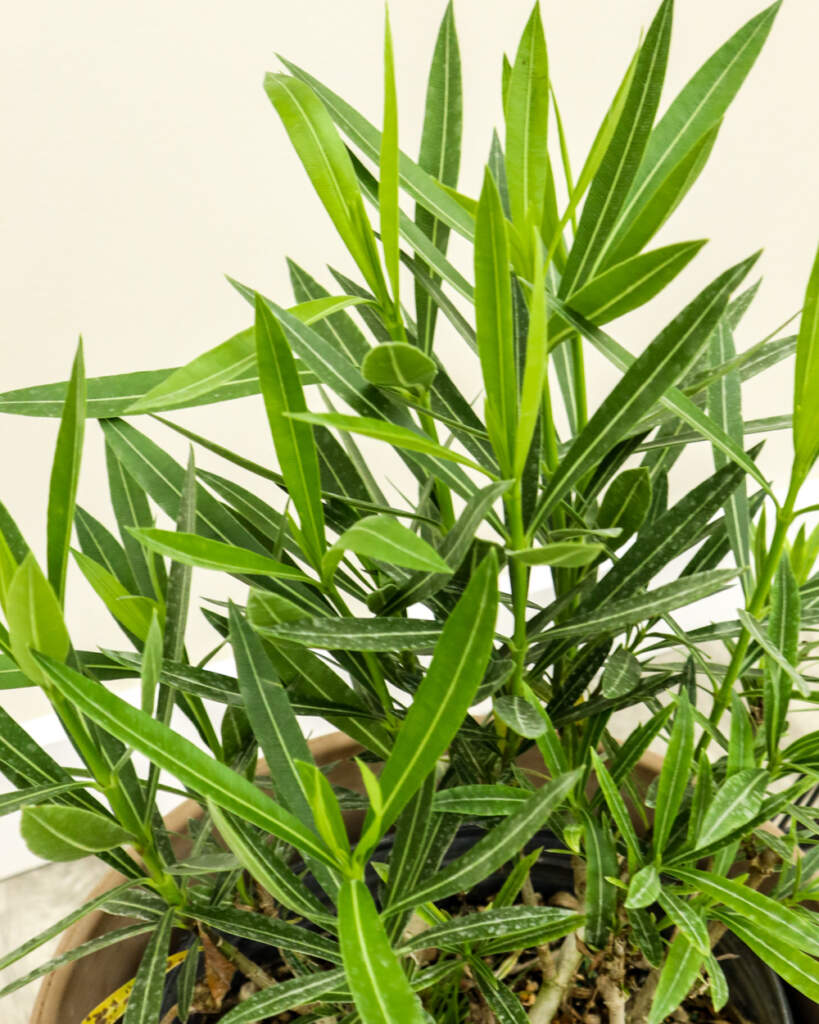 Oleander ‘White’ | PlantVine