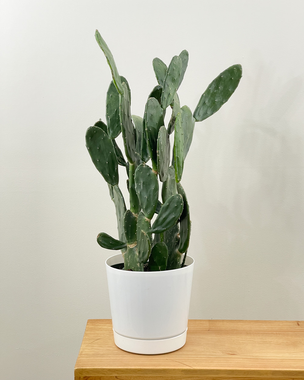 Green Euphorbia Trigona, Cathedral Cactus | PlantVine