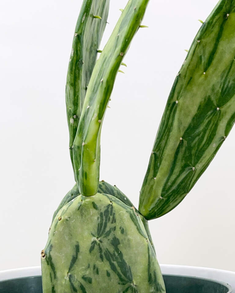 Variegated Prickly Pear Cactus | PlantVine