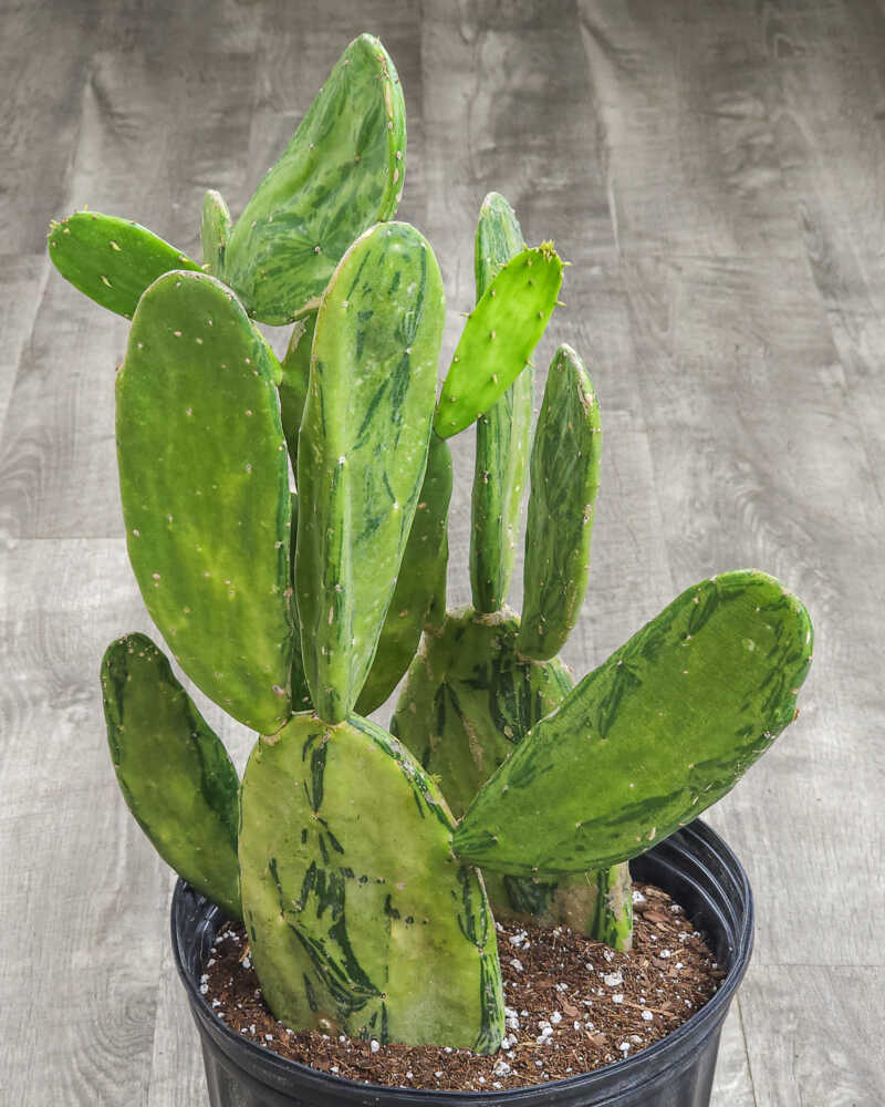 Cactus Varieties | PlantVine