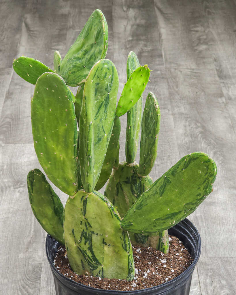 Cactus Varieties | PlantVine