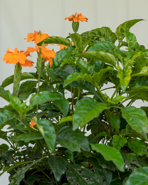 Buy Crossandra infundibuliformis 'Orange Marmalade', Orange Crossandra ...
