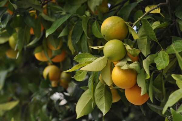 Citrus Tree Care Guide | PlantVine