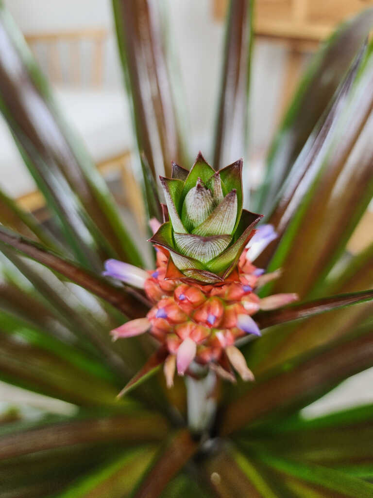 Ornamental Red Pineapple Plant | PlantVine