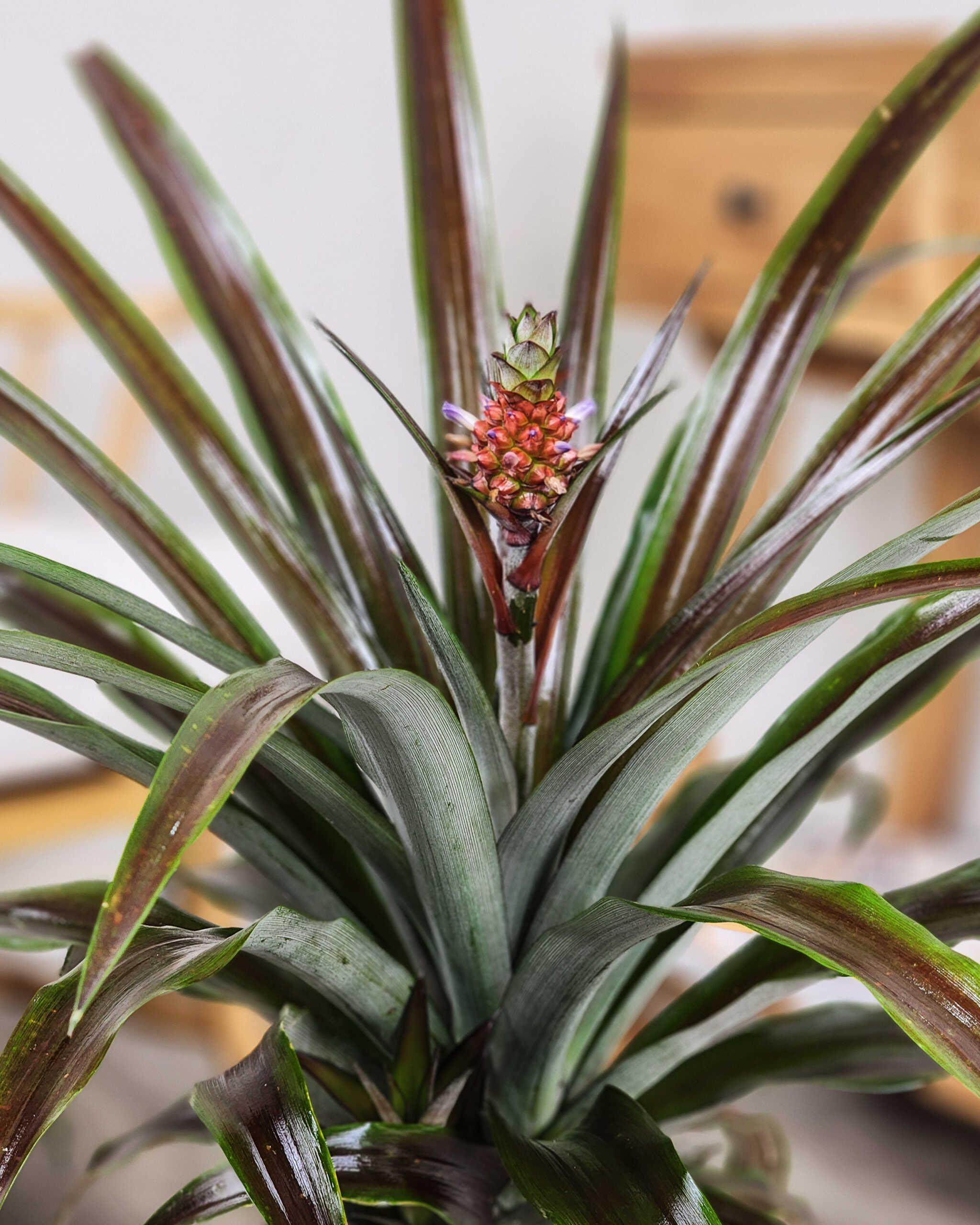 Ornamental Red Pineapple Plant | PlantVine