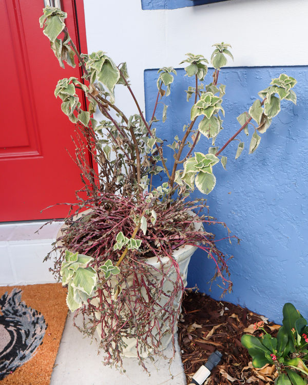 How to Create a Showstopping Planter Arrangement | PlantVine