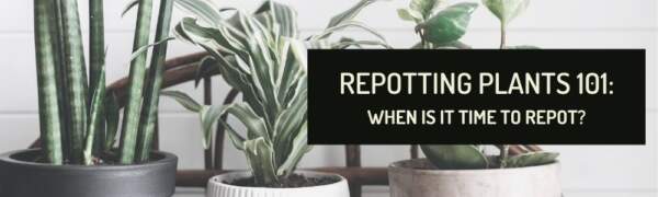 Potting 101: A Complete Guide to Re-Potting | PlantVine
