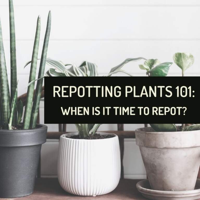 Potting 101: A Complete Guide to Re-Potting | PlantVine
