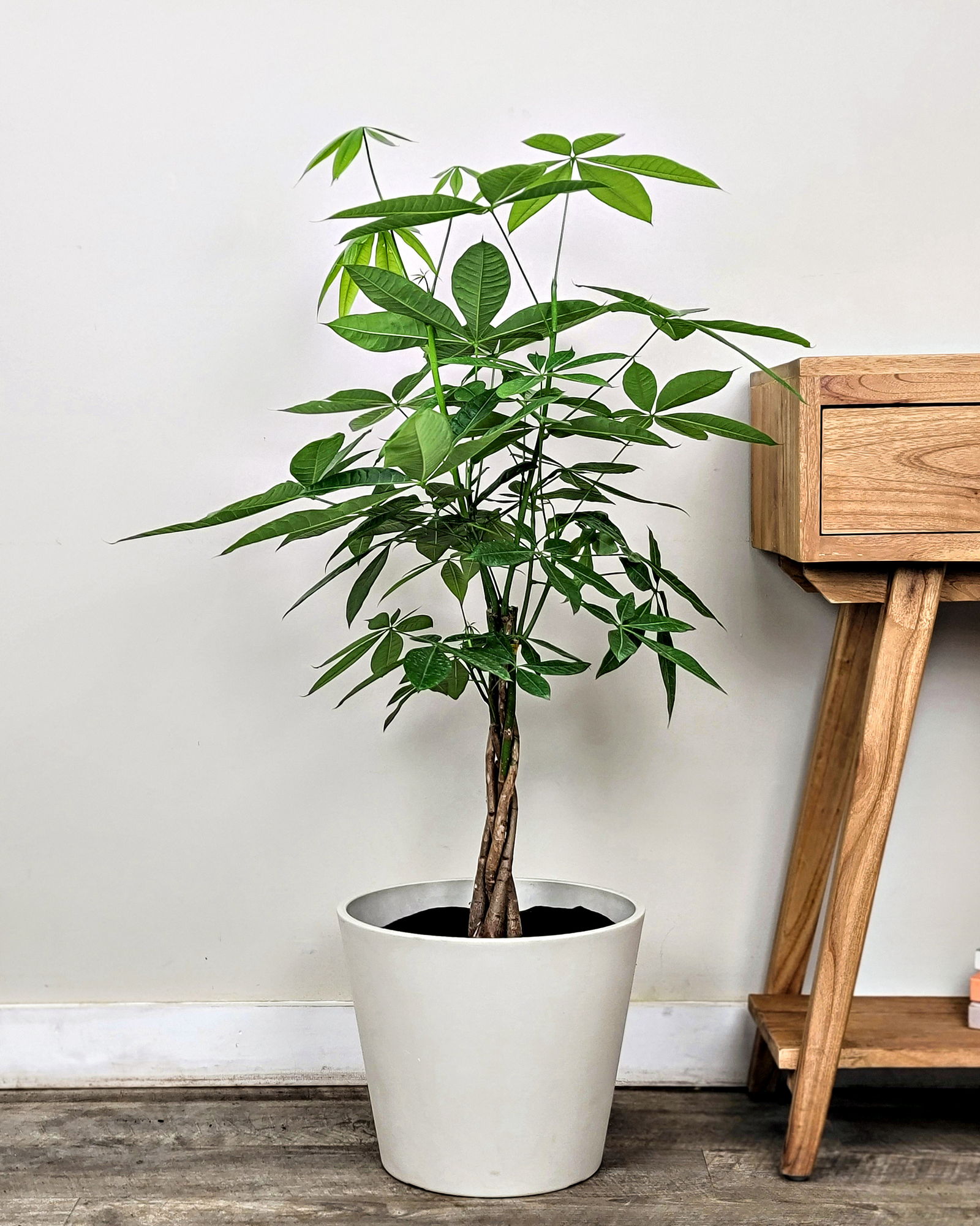 Braided Money Tree | PlantVine