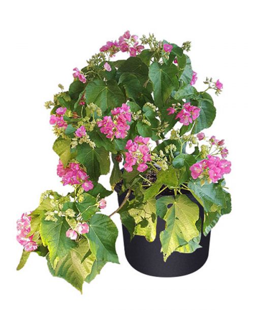 Buy Rondeletia leucophylla, Panama Rose | Free Shipping over $100