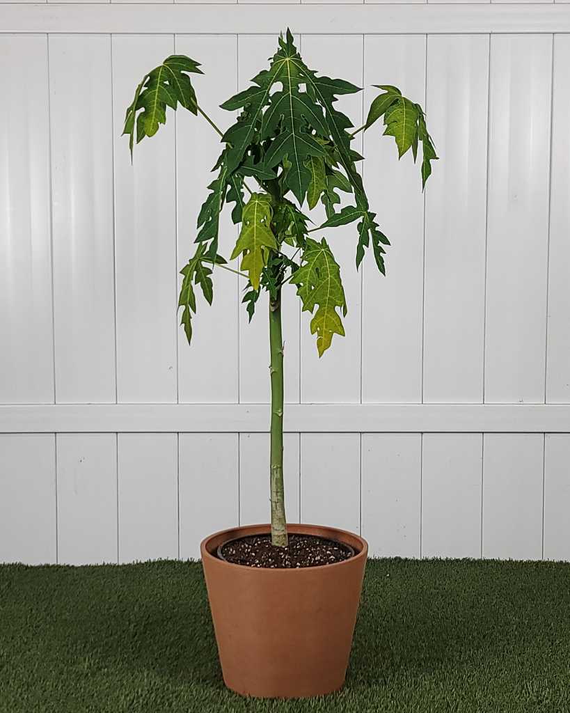Papaya Fruit Tree | PlantVine