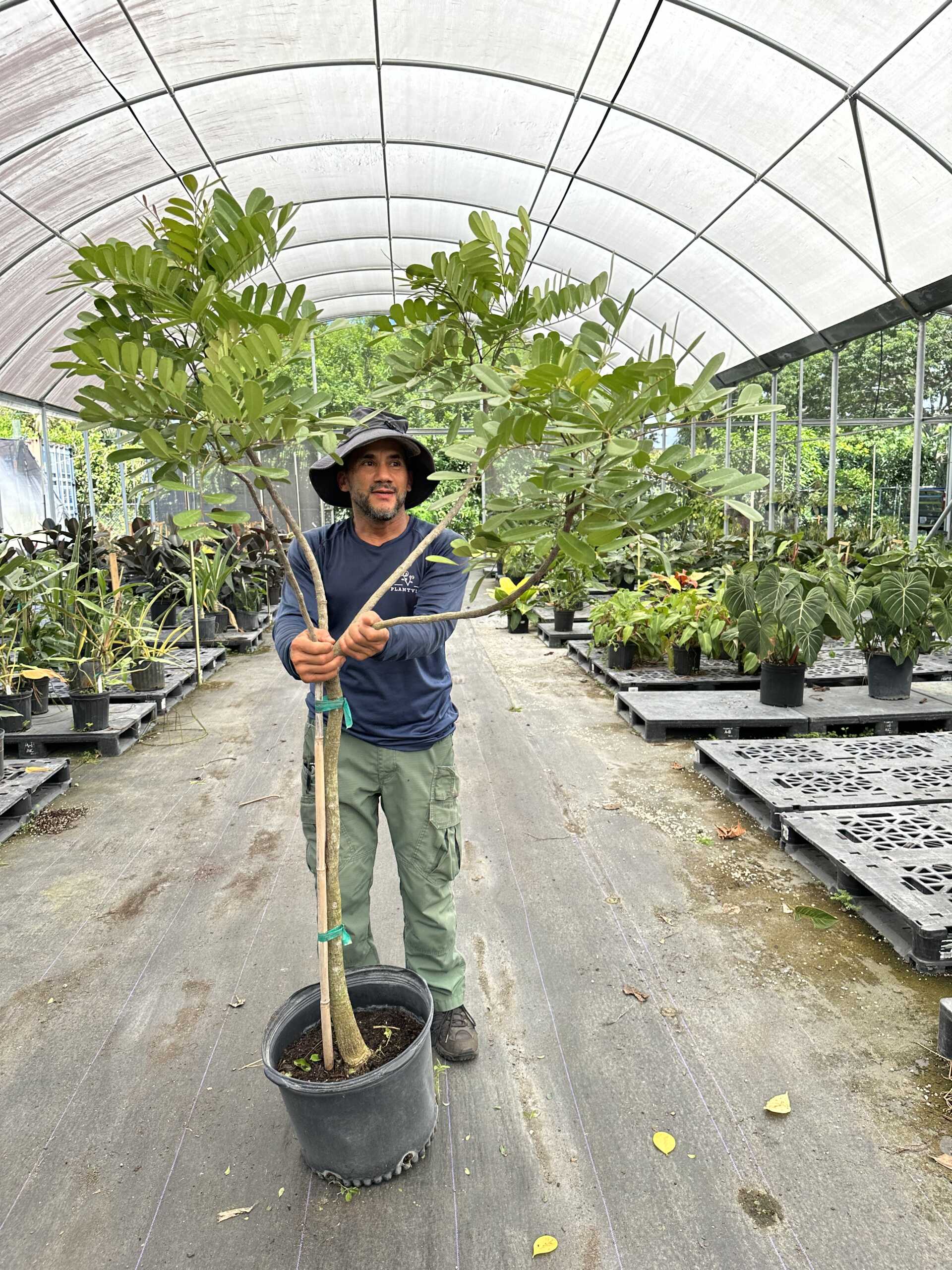 Paradise Tree | PlantVine