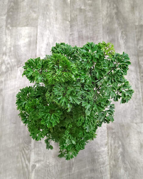 Aralia Varieties | PlantVine