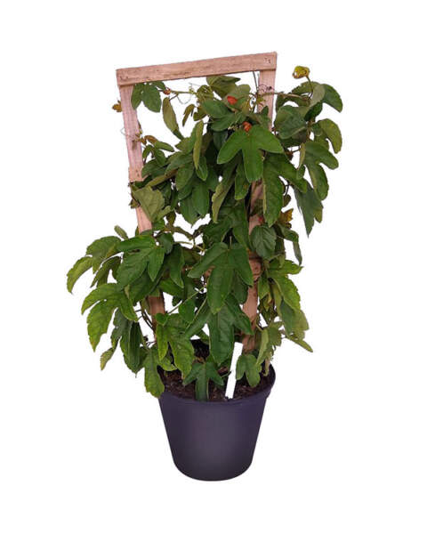 Red Passion Flower Vine Passiflora Coccinea Plantvine