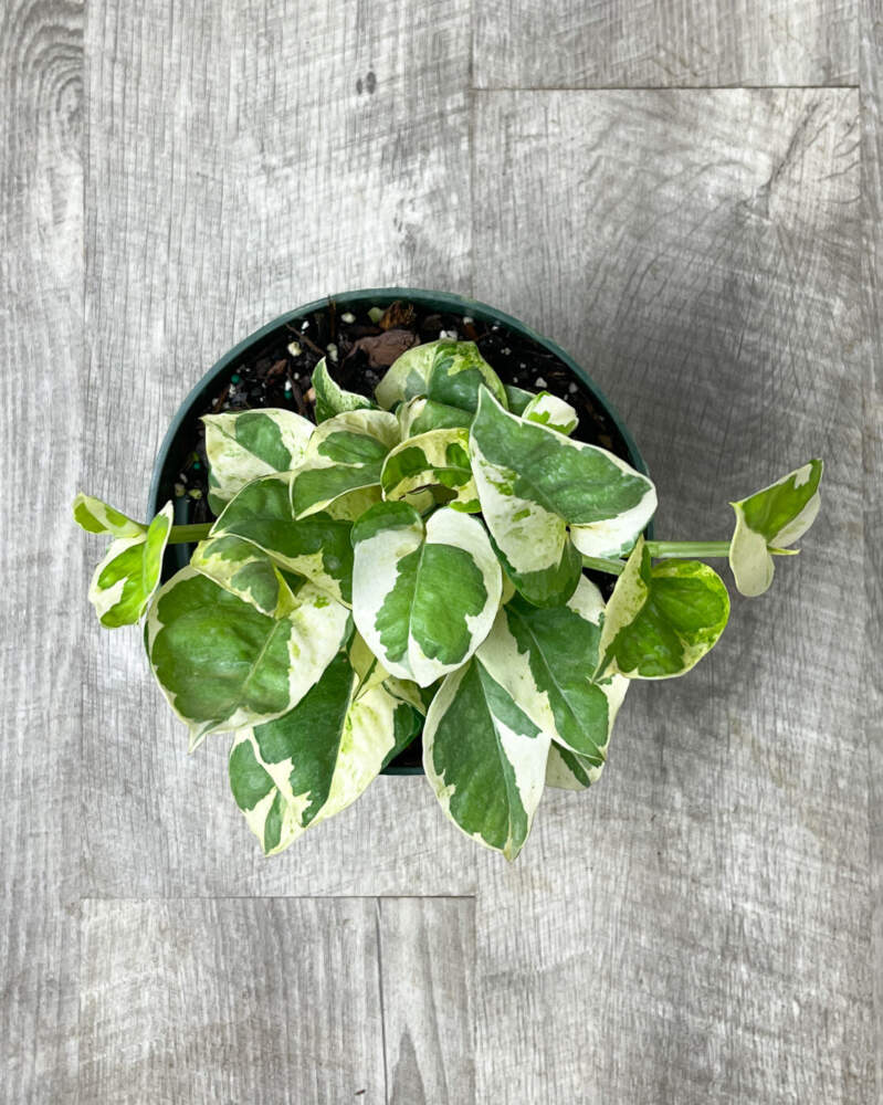 Pothos Varieties | PlantVine