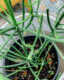 Green Pencil Cactus | PlantVine
