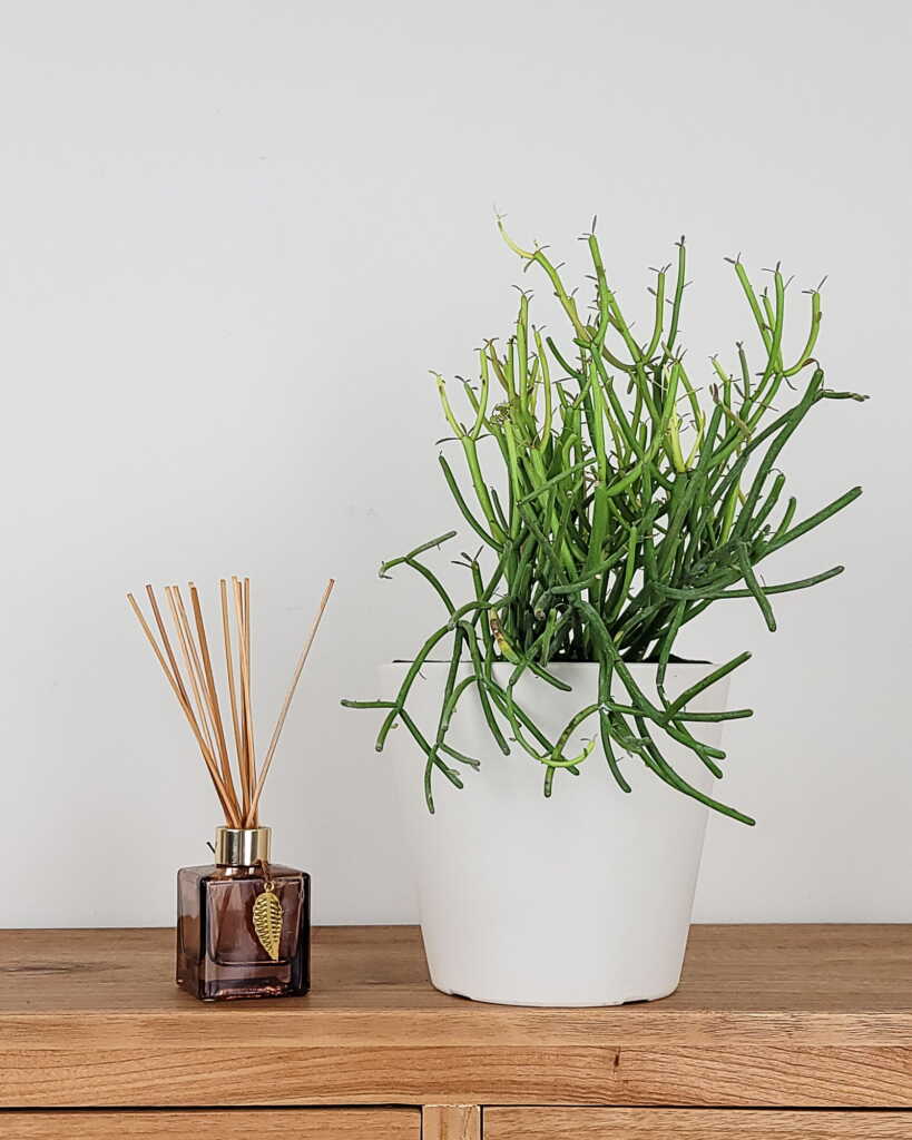 Sticks of Fire Pencil Cactus | PlantVine