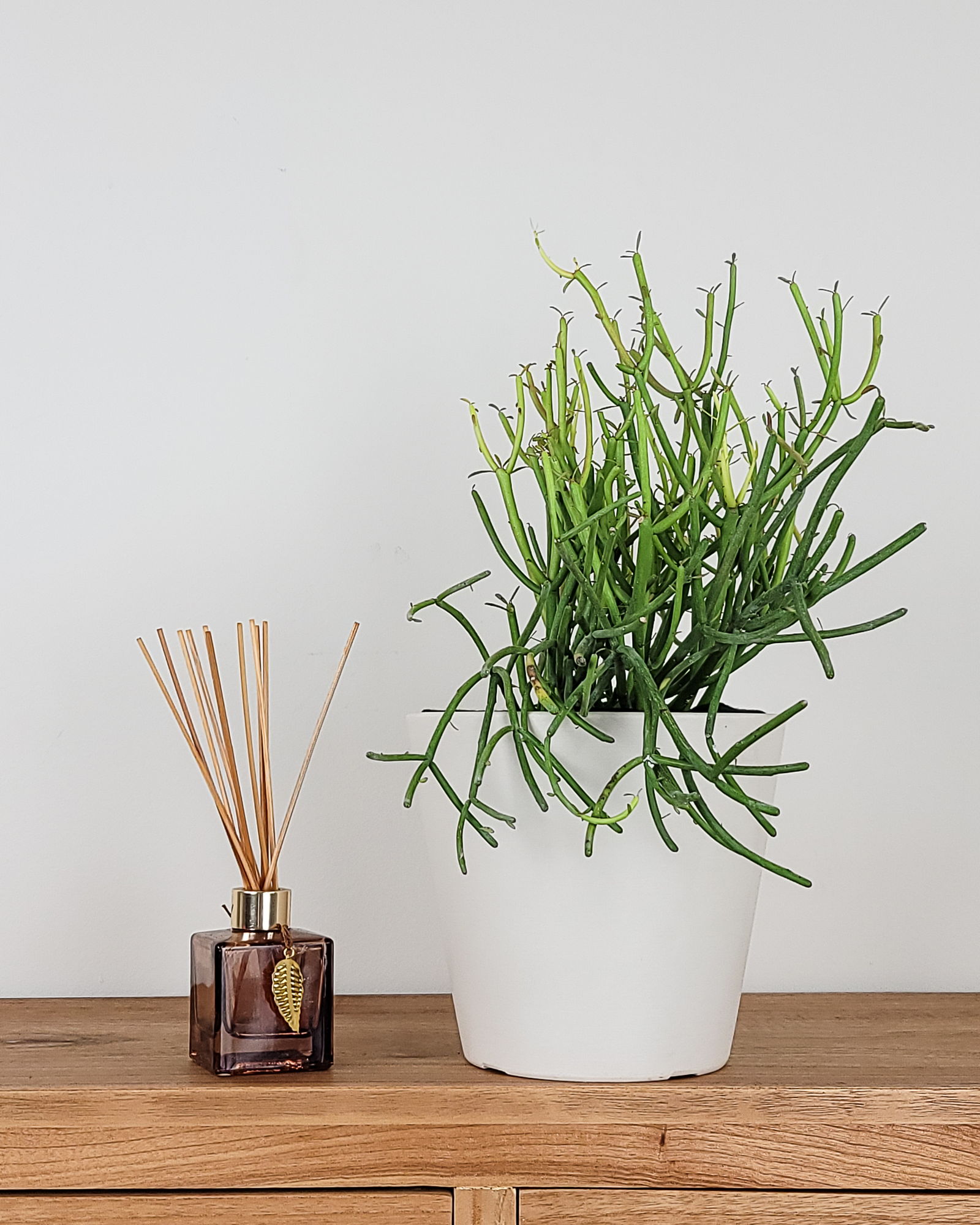 Sticks of Fire Pencil Cactus | PlantVine