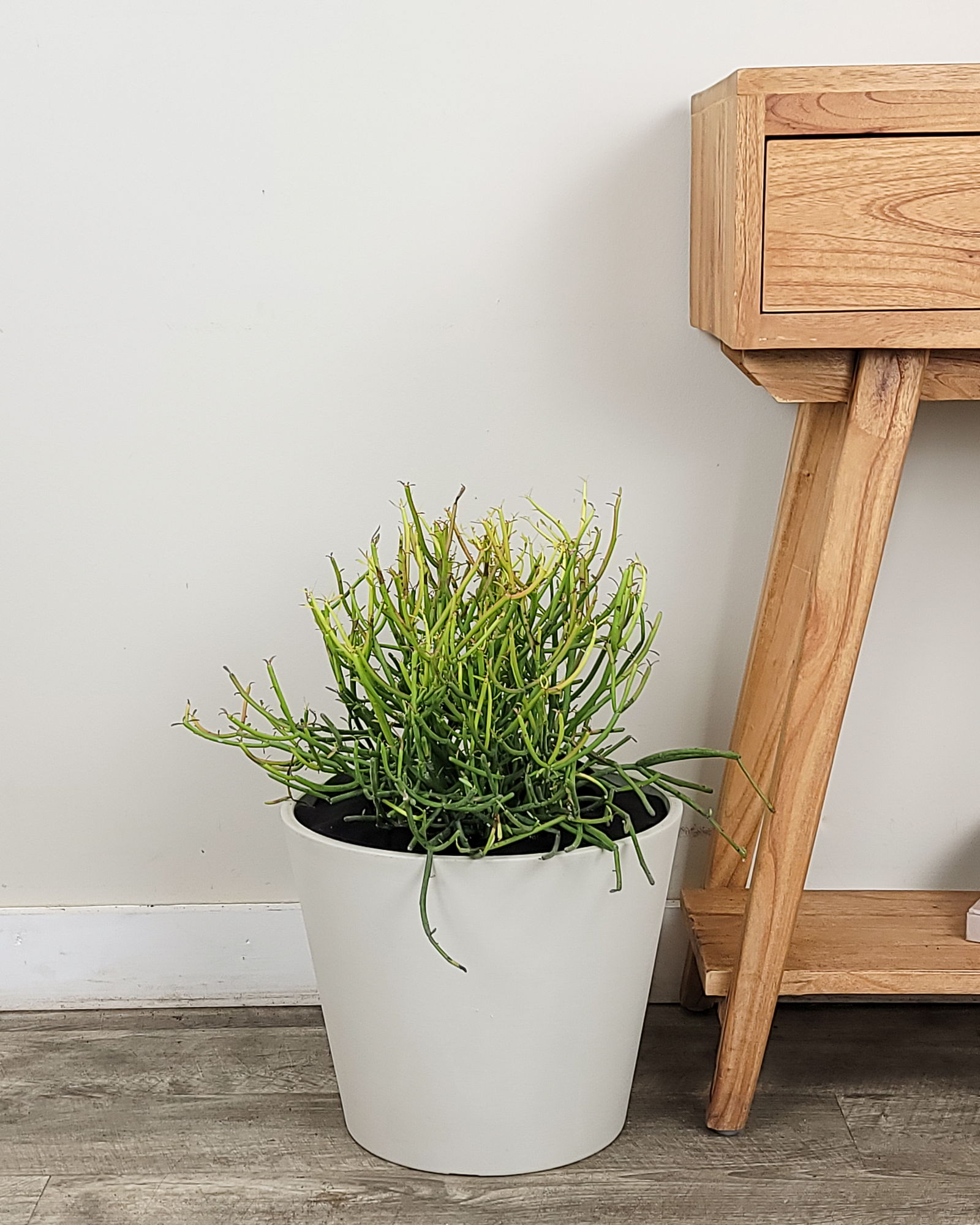 Sticks of Fire Pencil Cactus | PlantVine