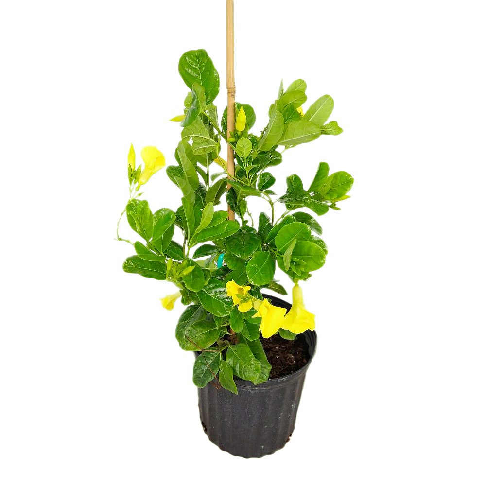 Buy Pentalinon luteum, Wild Allamanda, Yellow Mandevilla, Yellow ...