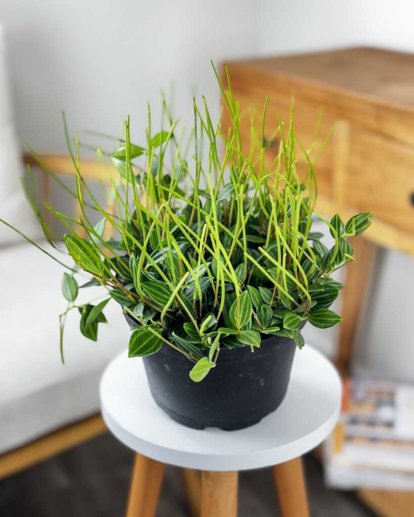 Peperomia puteola ‘Diamond’ | PlantVine