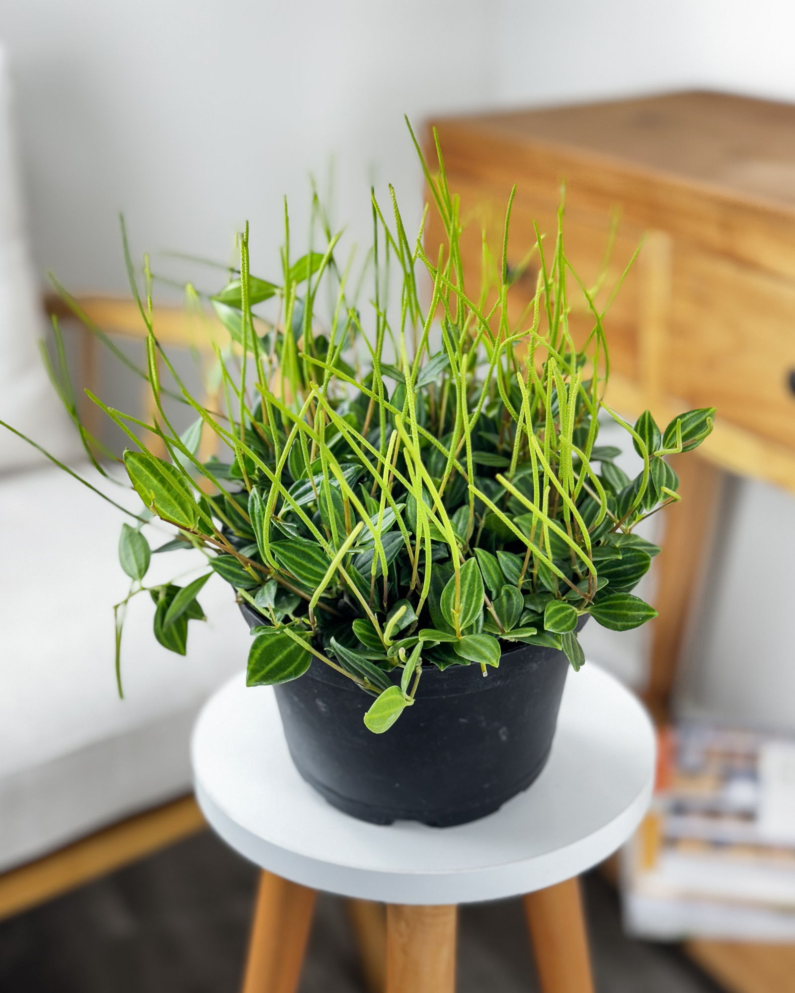 Peperomia puteola ‘Diamond’ | PlantVine