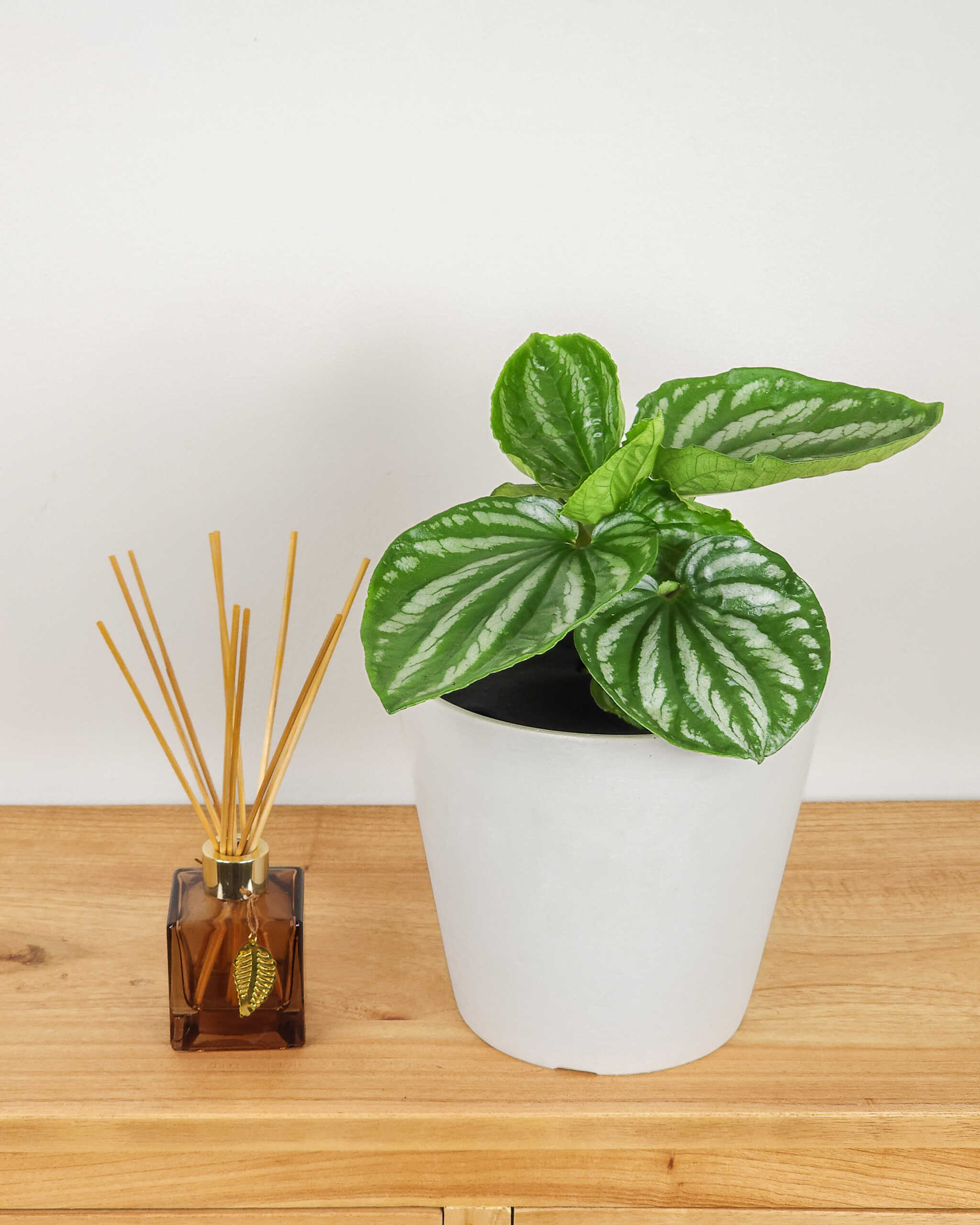 Peperomia ‘Ecuador’ | PlantVine