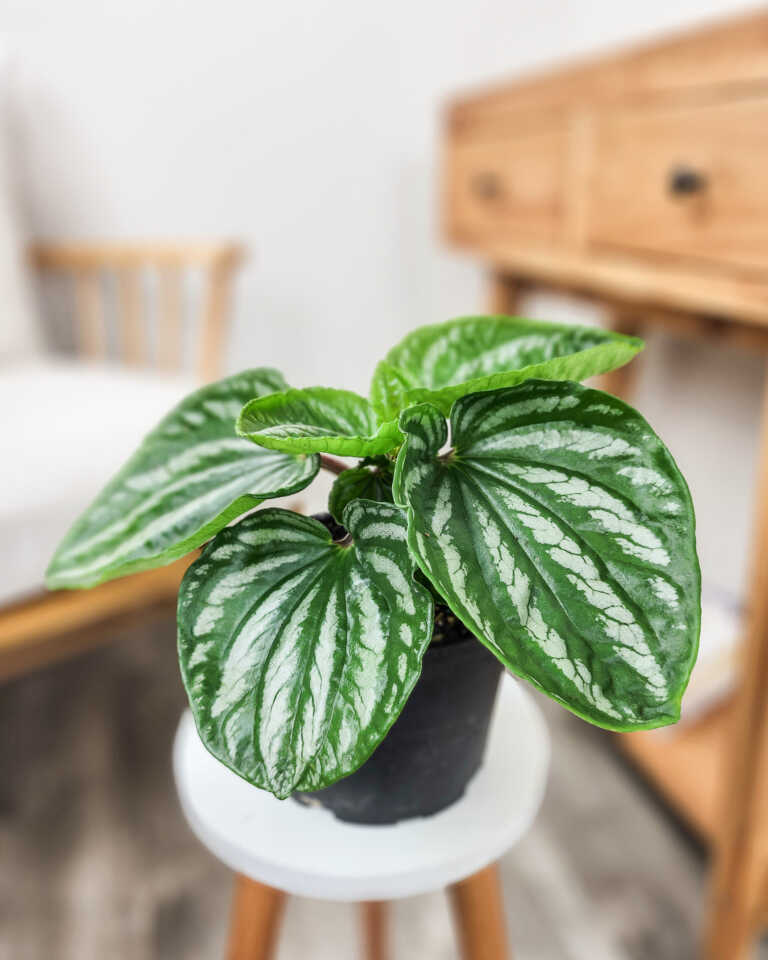 Peperomia ‘Ecuador’ | PlantVine