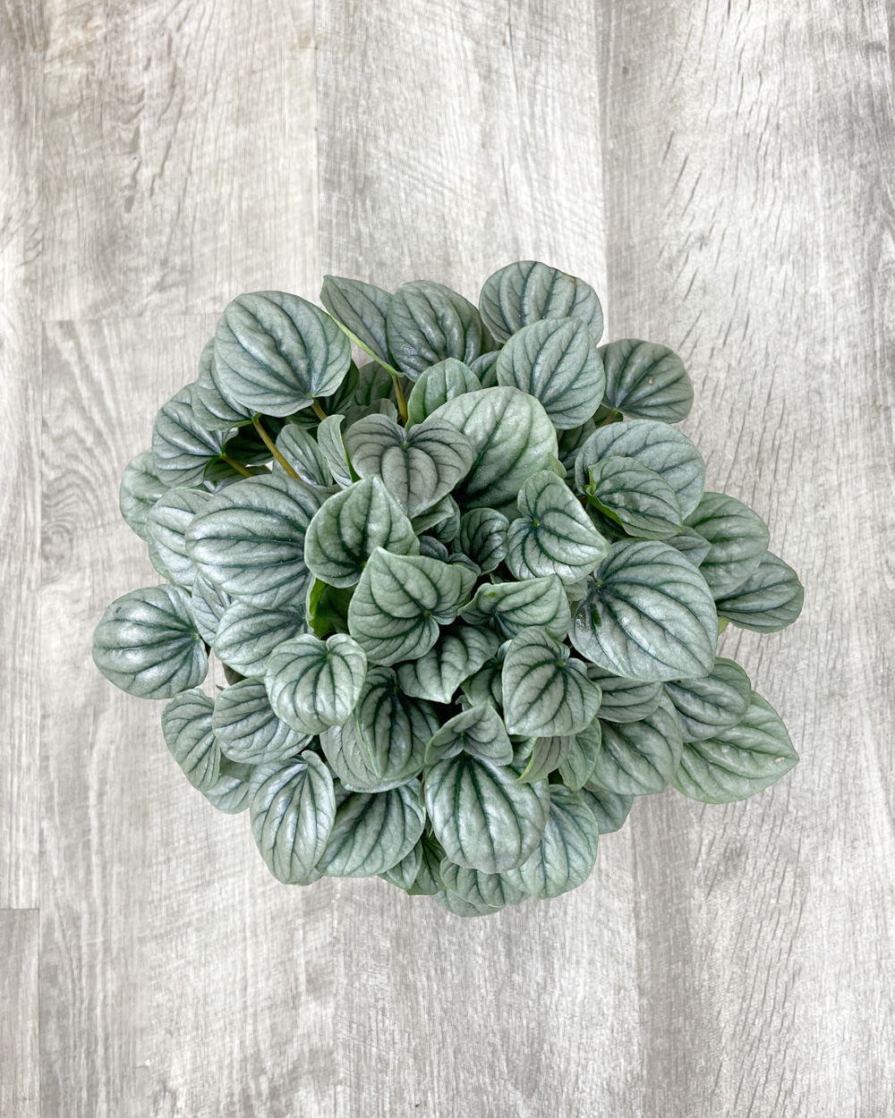 Peperomia Varieties | PlantVine