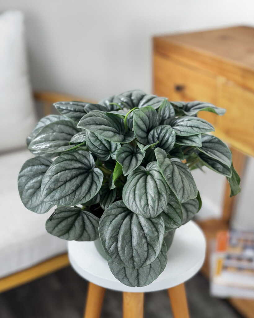 Peperomia ‘Frost’ | PlantVine