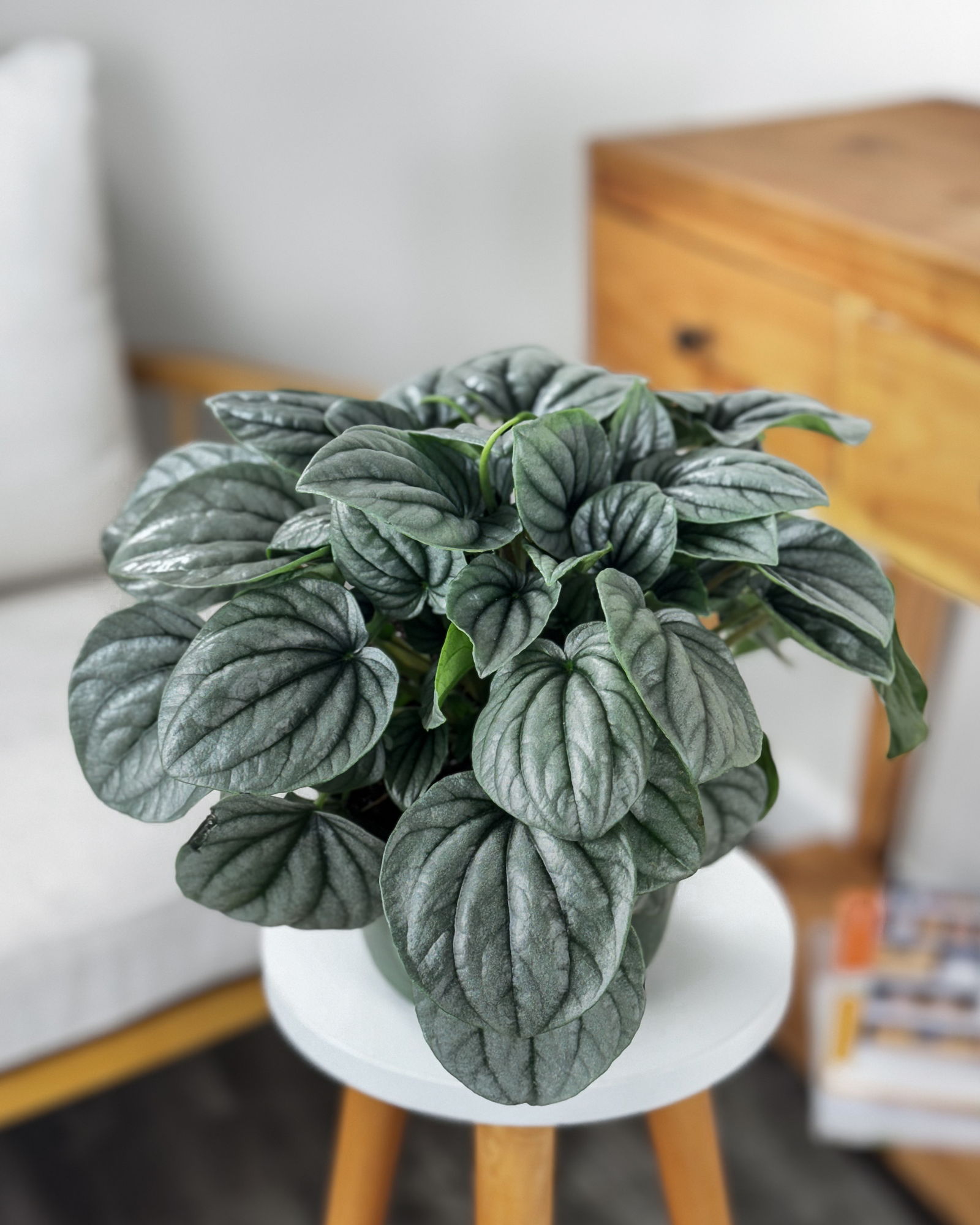 Peperomia ‘Frost’ | PlantVine