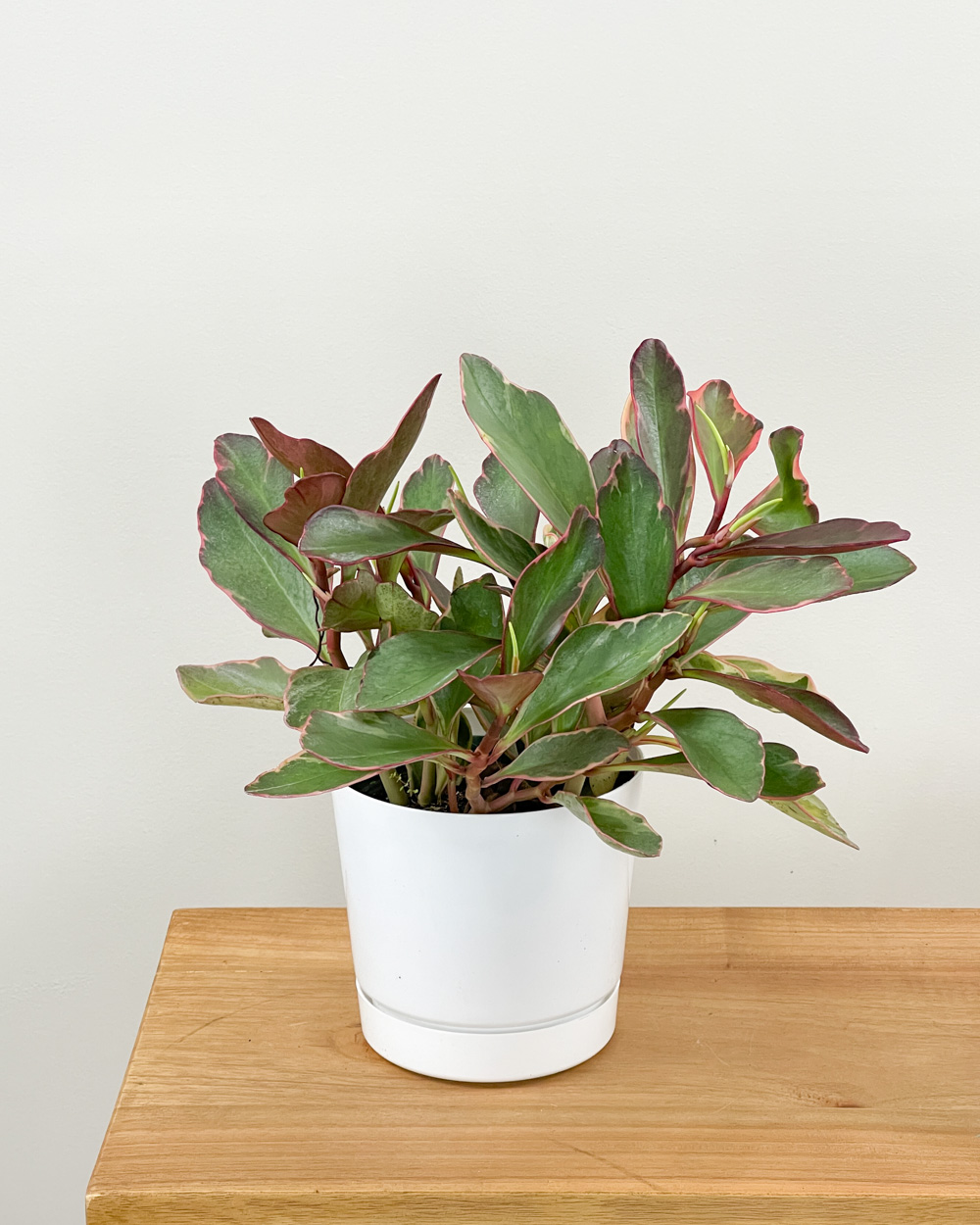 Peperomia Varieties | PlantVine