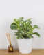 Peperomia ‘Golden Gate’ | PlantVine