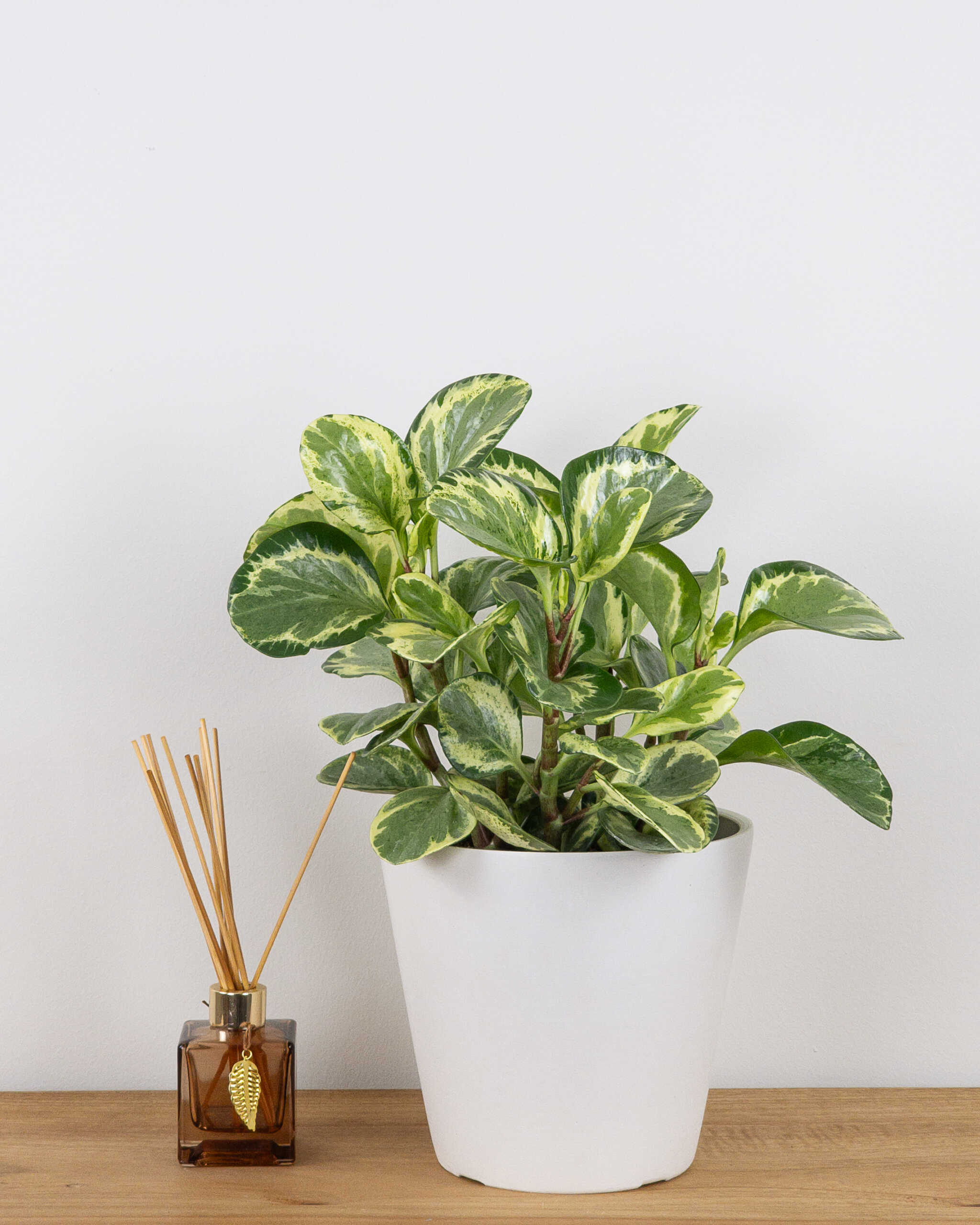 Peperomia ‘Golden Gate’ | PlantVine