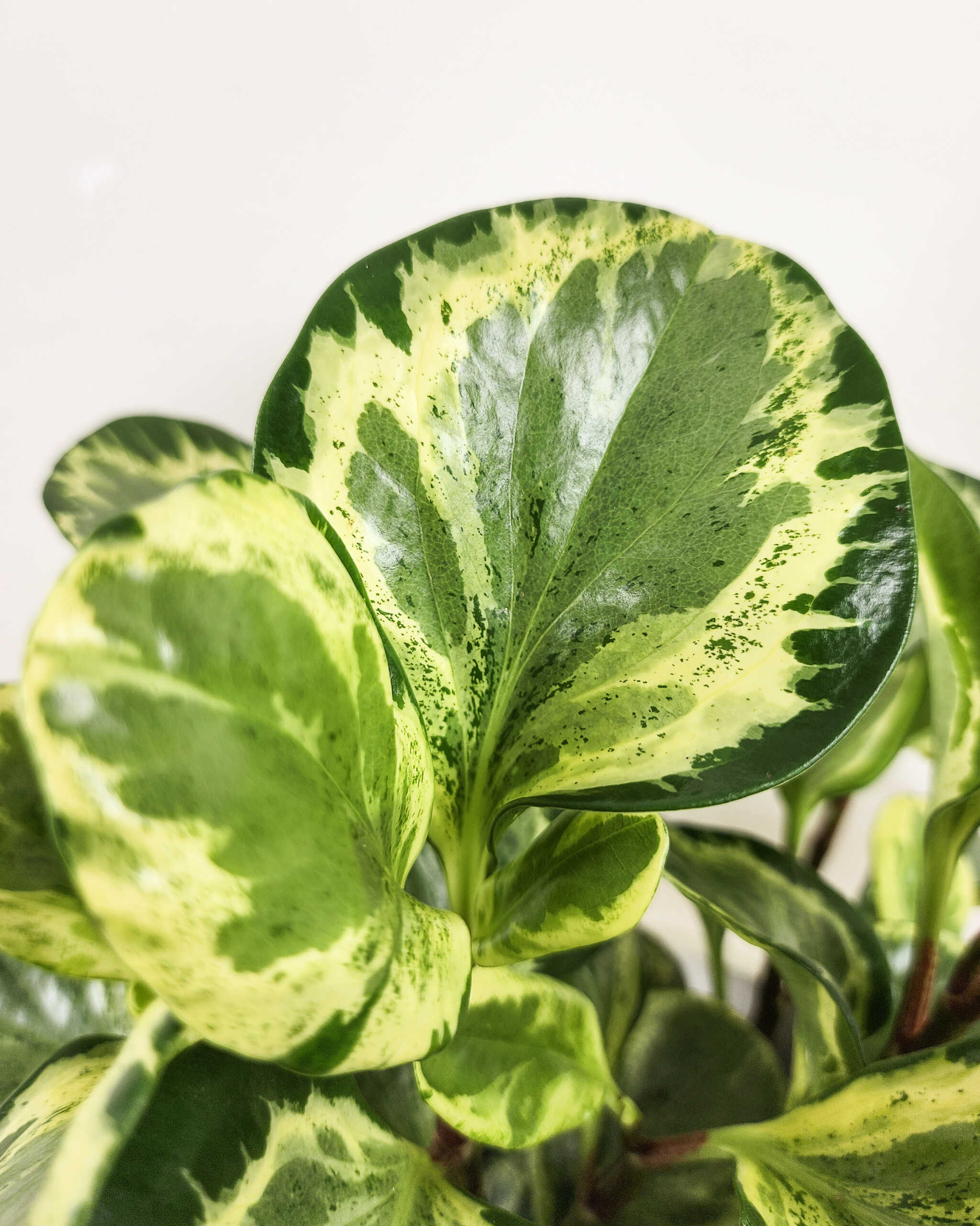 Peperomia ‘Golden Gate’ | PlantVine
