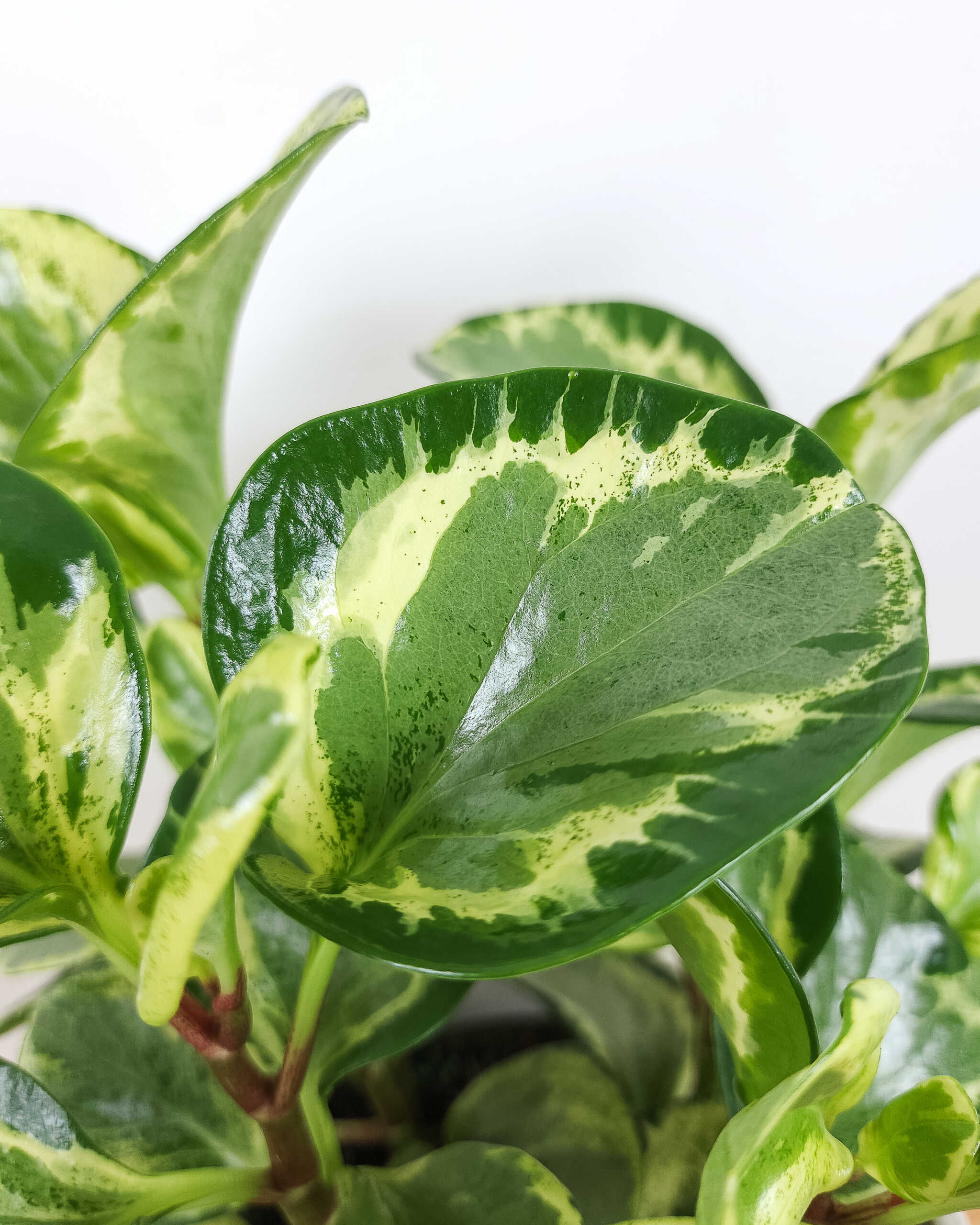 Peperomia ‘Golden Gate’ | PlantVine