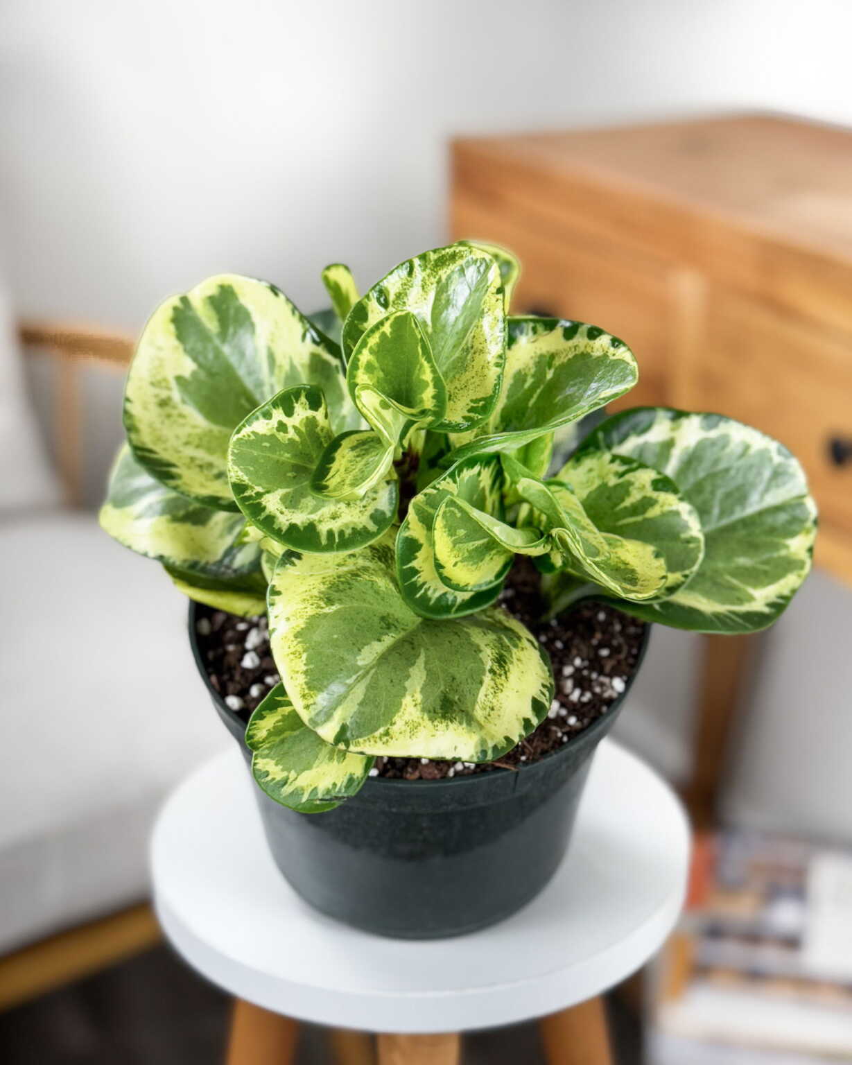 Peperomia ‘Golden Gate’ | PlantVine
