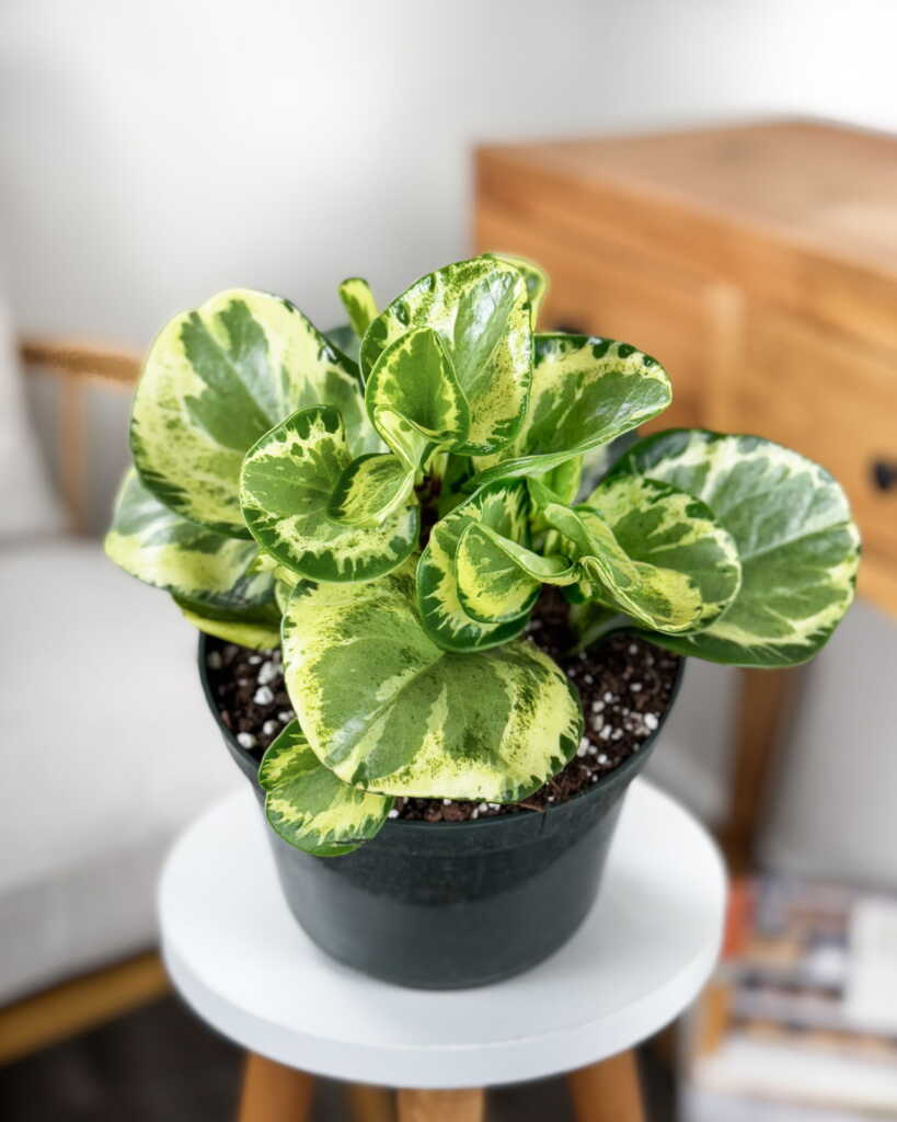 Peperomia ‘Golden Gate’ | PlantVine