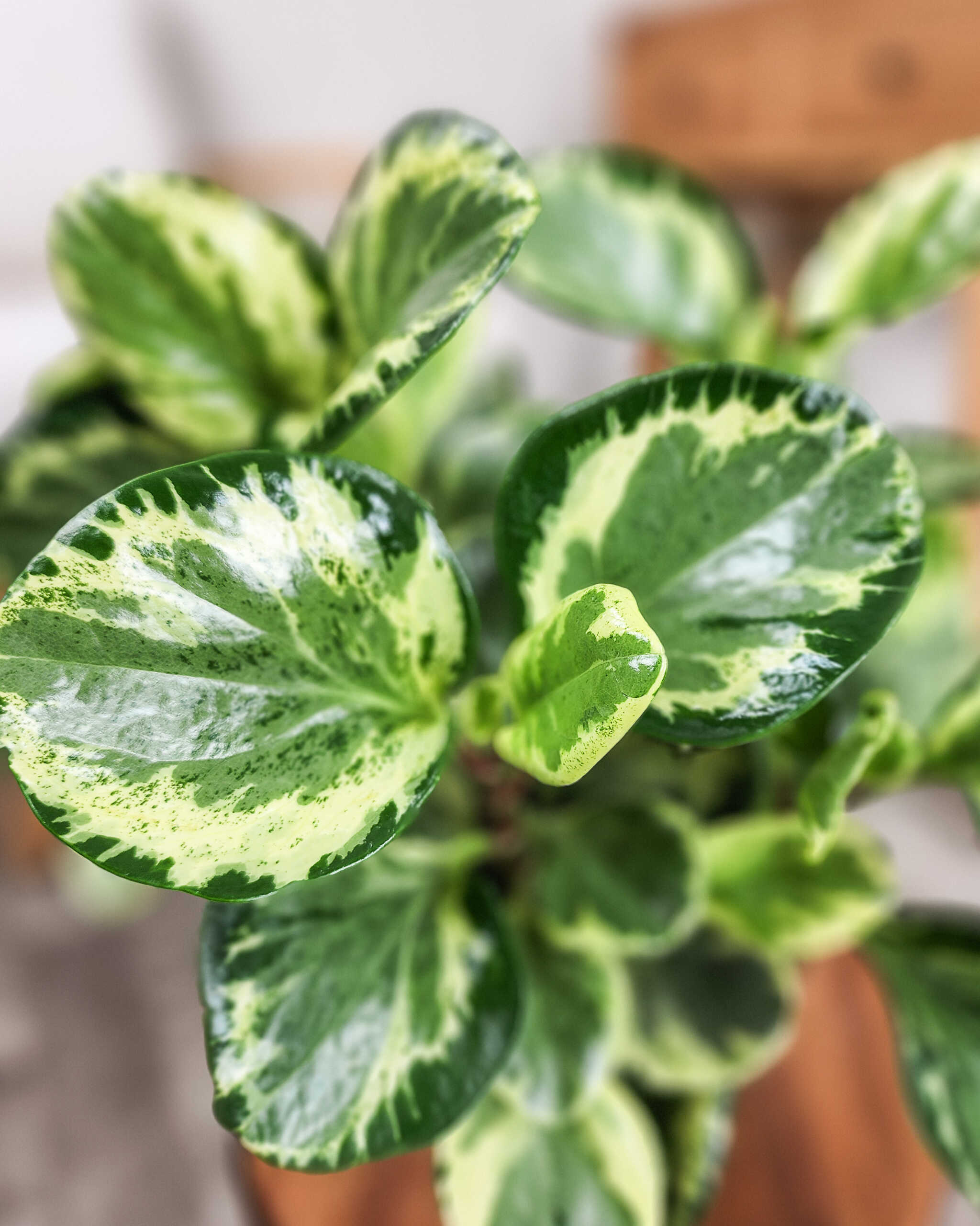 Peperomia ‘Golden Gate’ | PlantVine